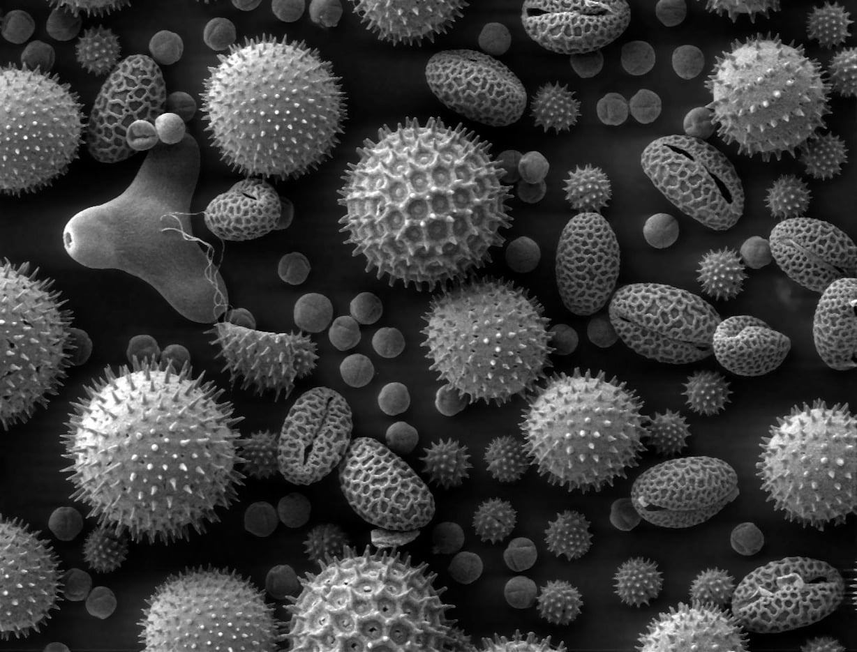Need for year-round campaigns on pollen-related asthma